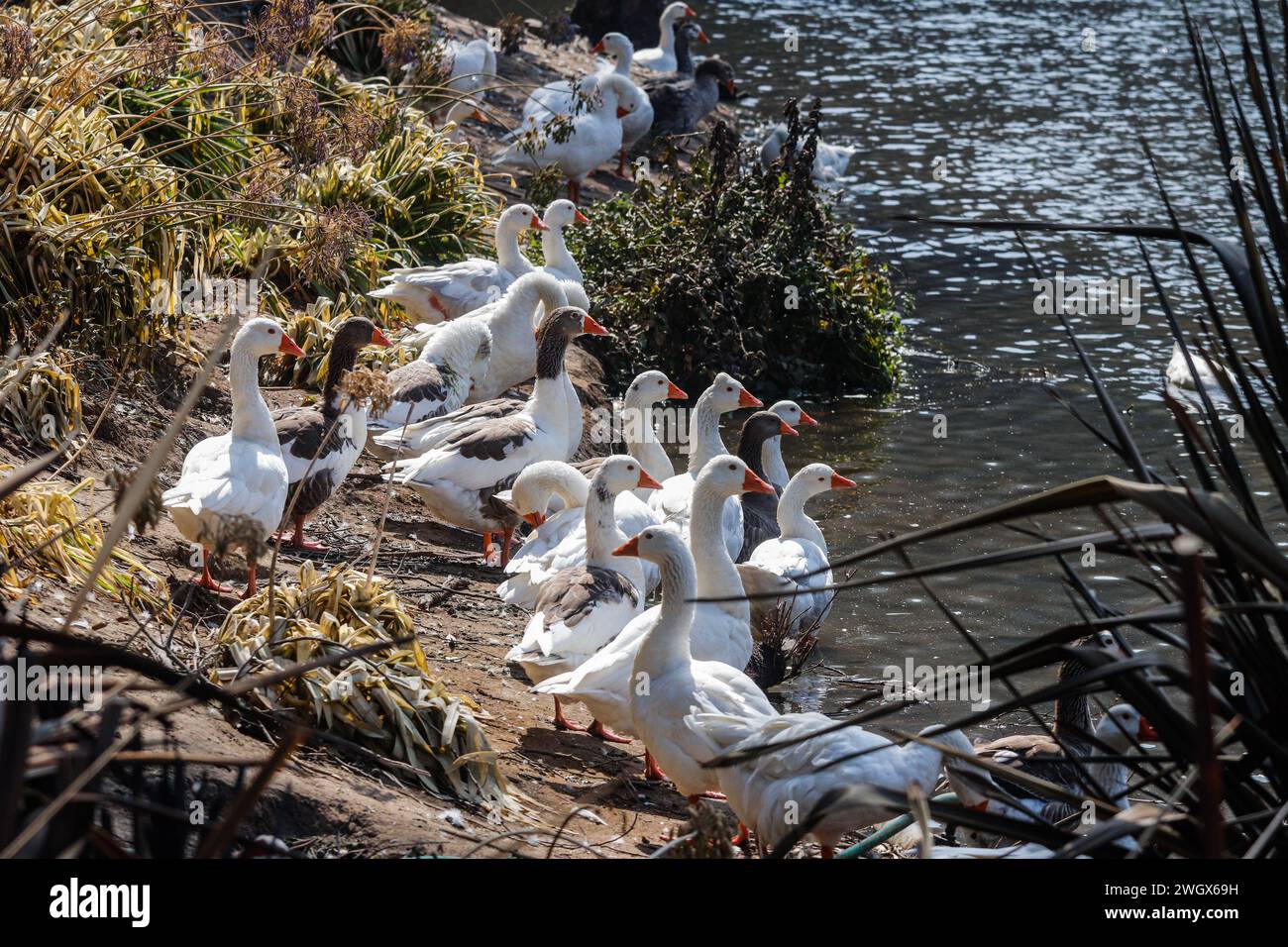 View of ducks that survived in the mega fire that occurred in Viña del ...