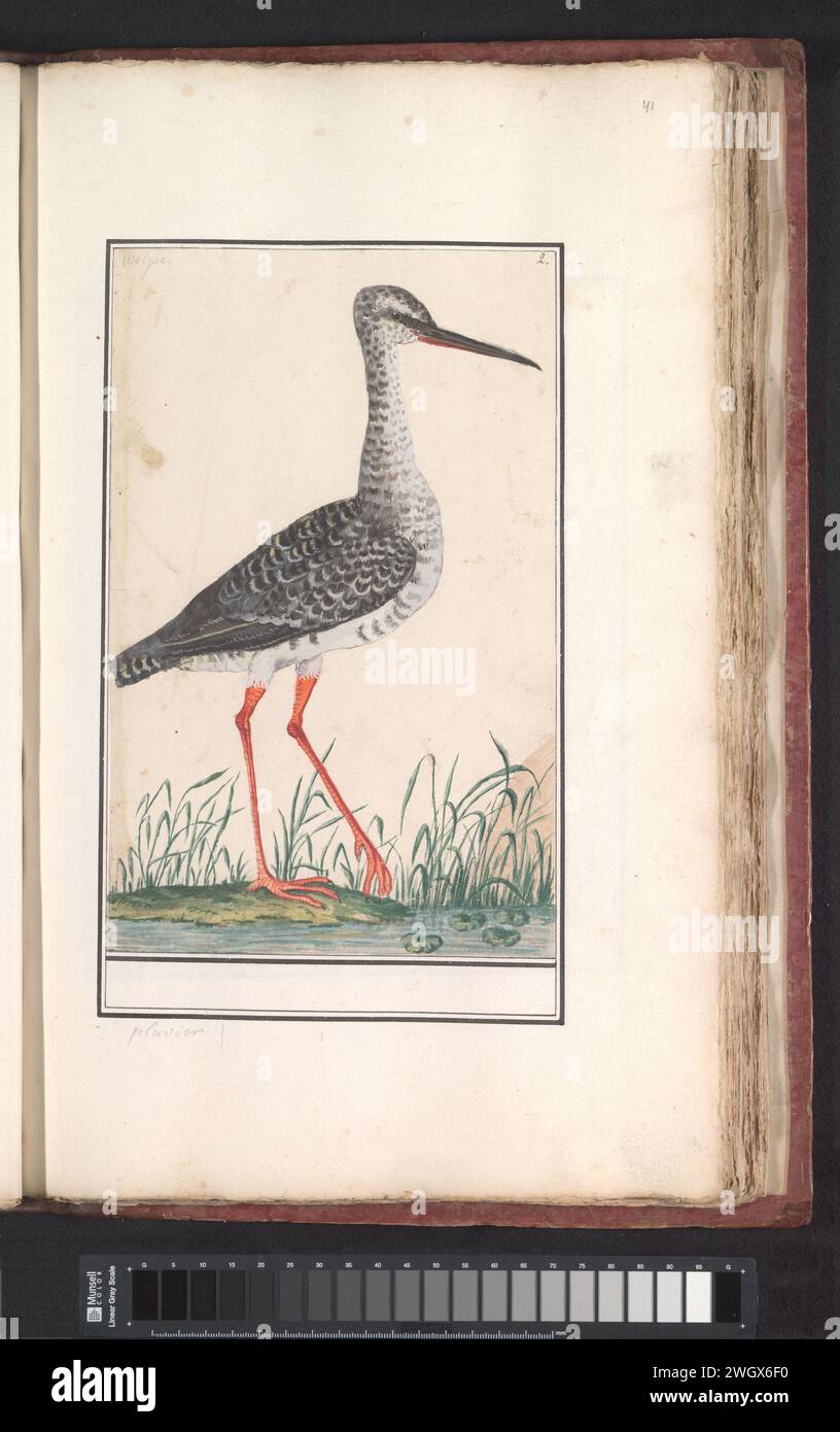Turbinga (Tringa Totanus), anselmus Boëtius de Boodt, 1596 - 1610 ...
