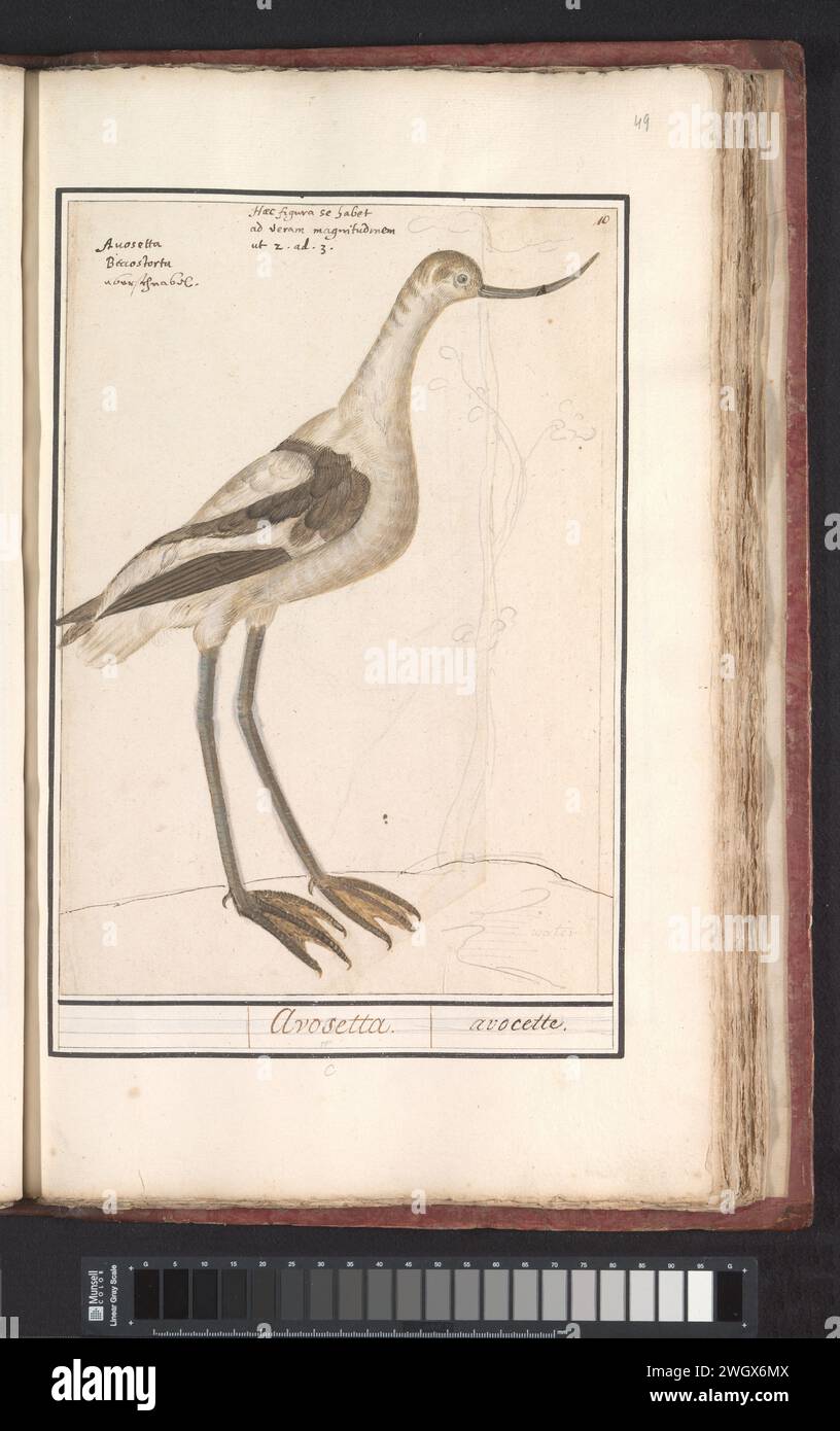 Avocet line hi-res stock photography and images - Alamy