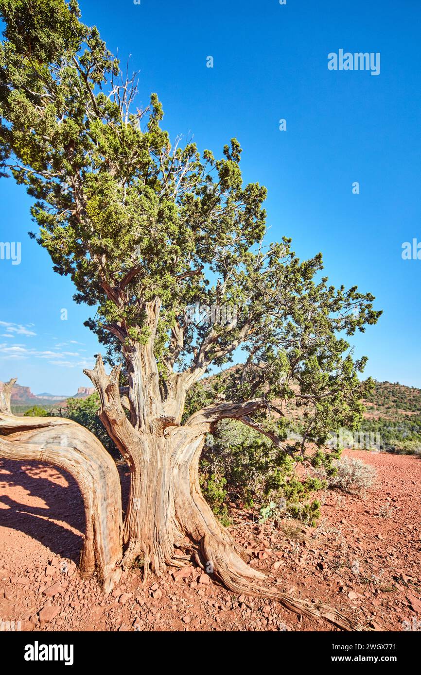 Resilient resilience hi-res stock photography and images - Alamy