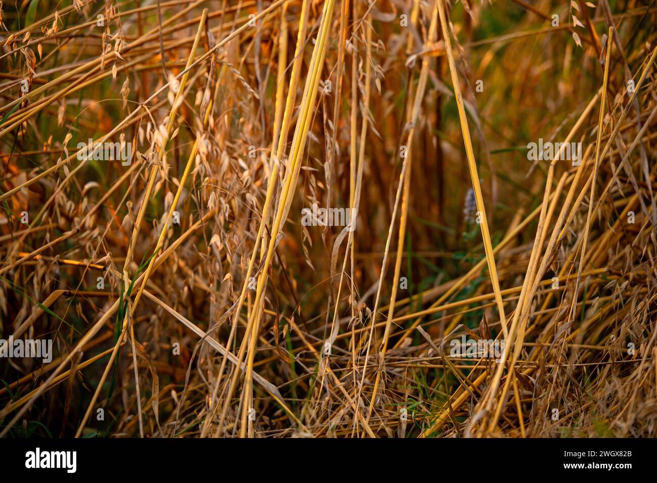 Close up of dry brown reed and grass for use as background or wallpaper ...