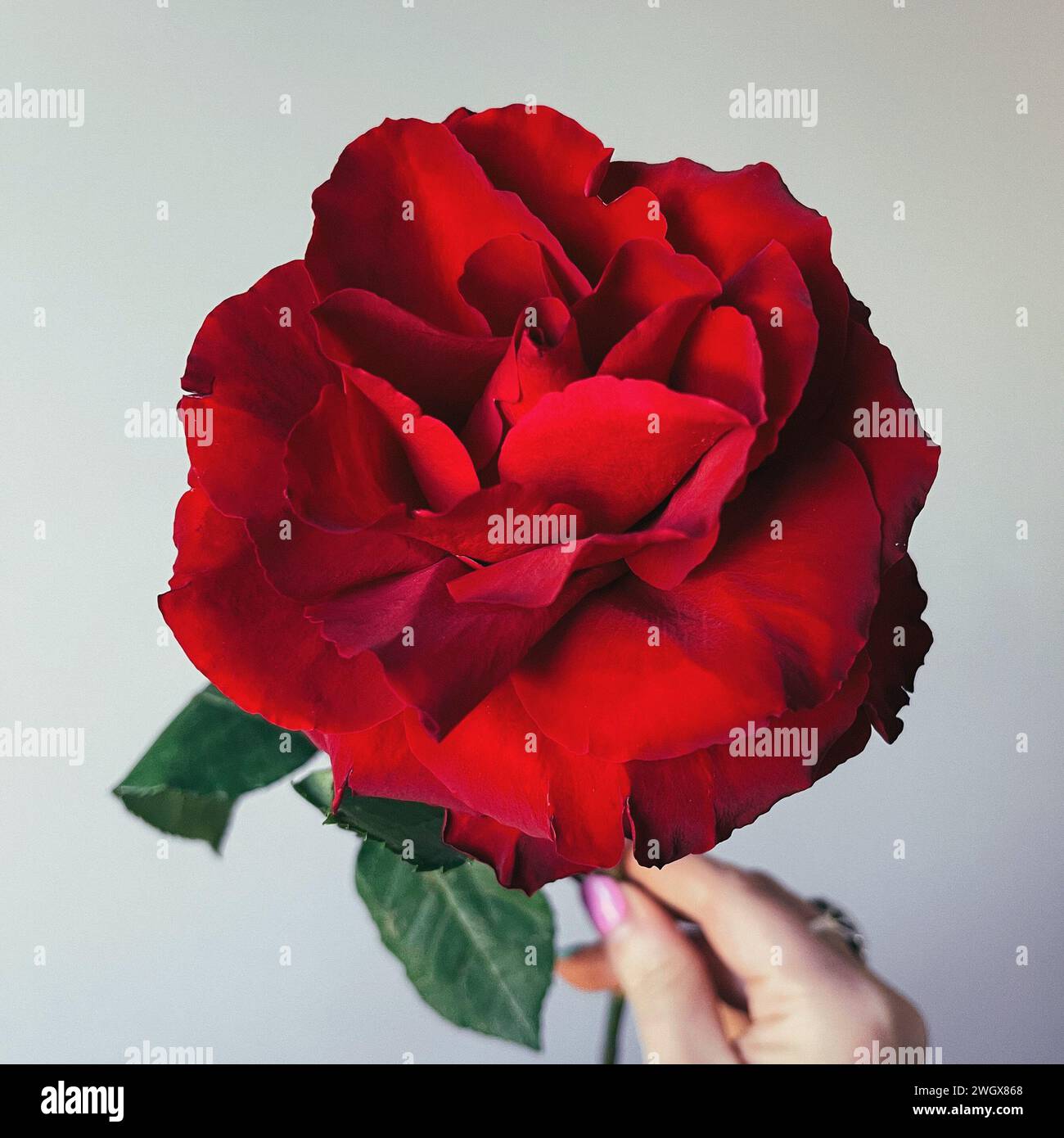 Reflexing hi-res stock photography and images - Alamy