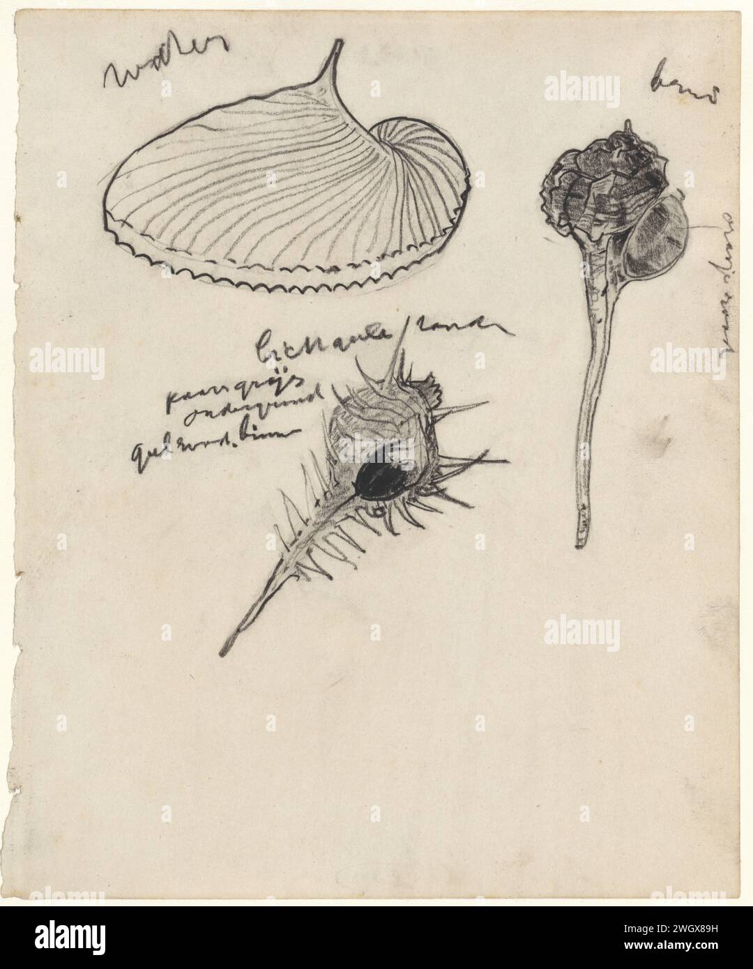 Study sheet with three shells, Theo Nieuwenhuis, 1876 - 1951 drawing ...