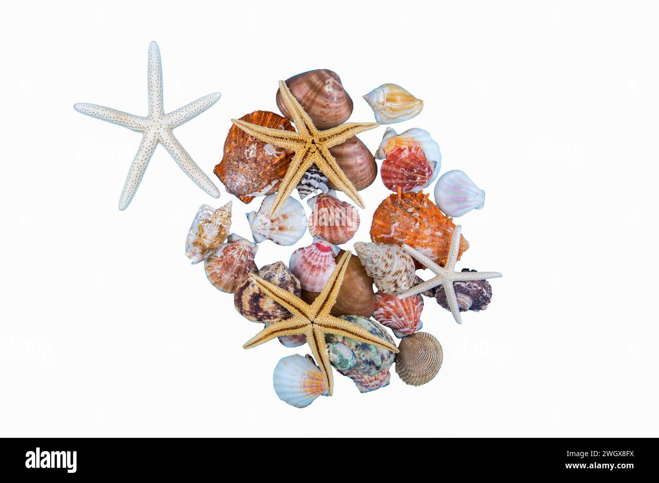 Various sea shells, concept, design, photo, background Stock Photo - Alamy