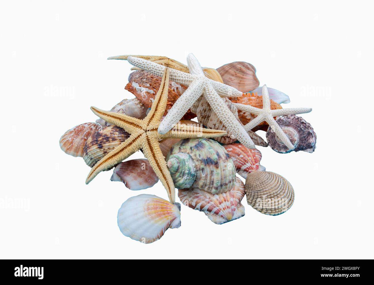 Various sea shells, concept, design, photo, background Stock Photo - Alamy