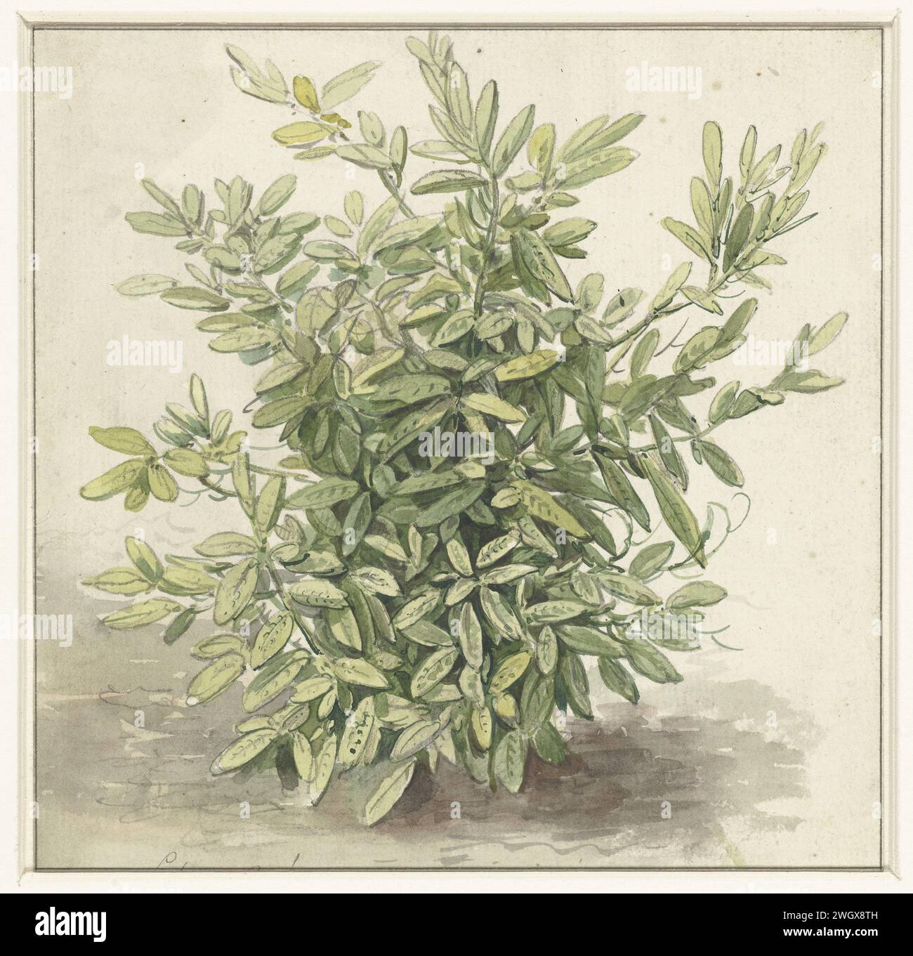 Pencil bush hi-res stock photography and images - Alamy