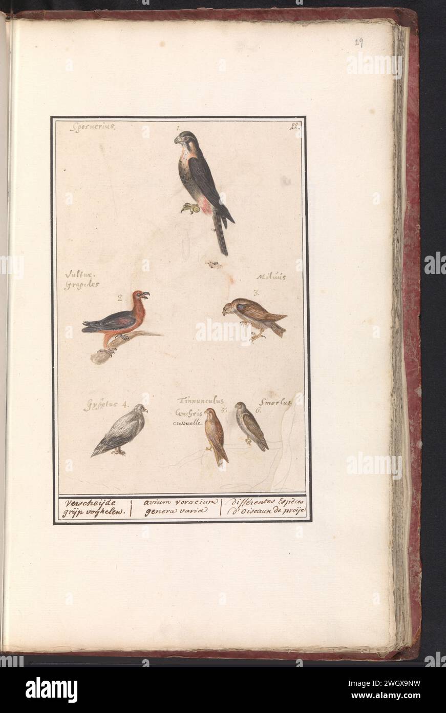 Sheet with six birds of prey, Anselmus Boëtius de Boodt, 1596 - 1610 ...