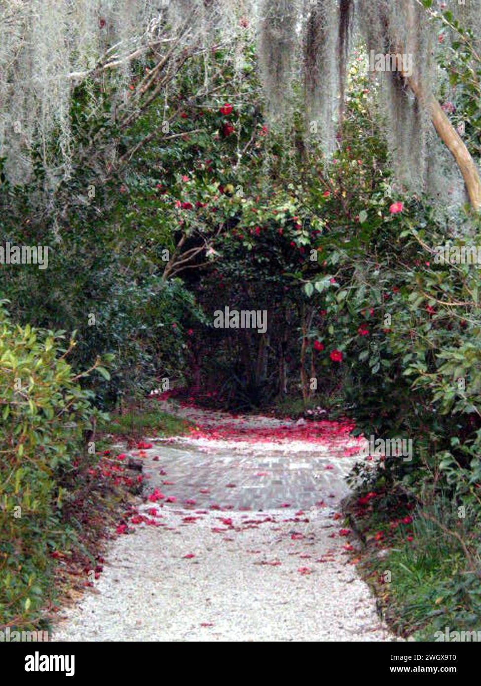 Ashley River Road - Camellias on Magnolia Garden Pathways Stock Photo ...