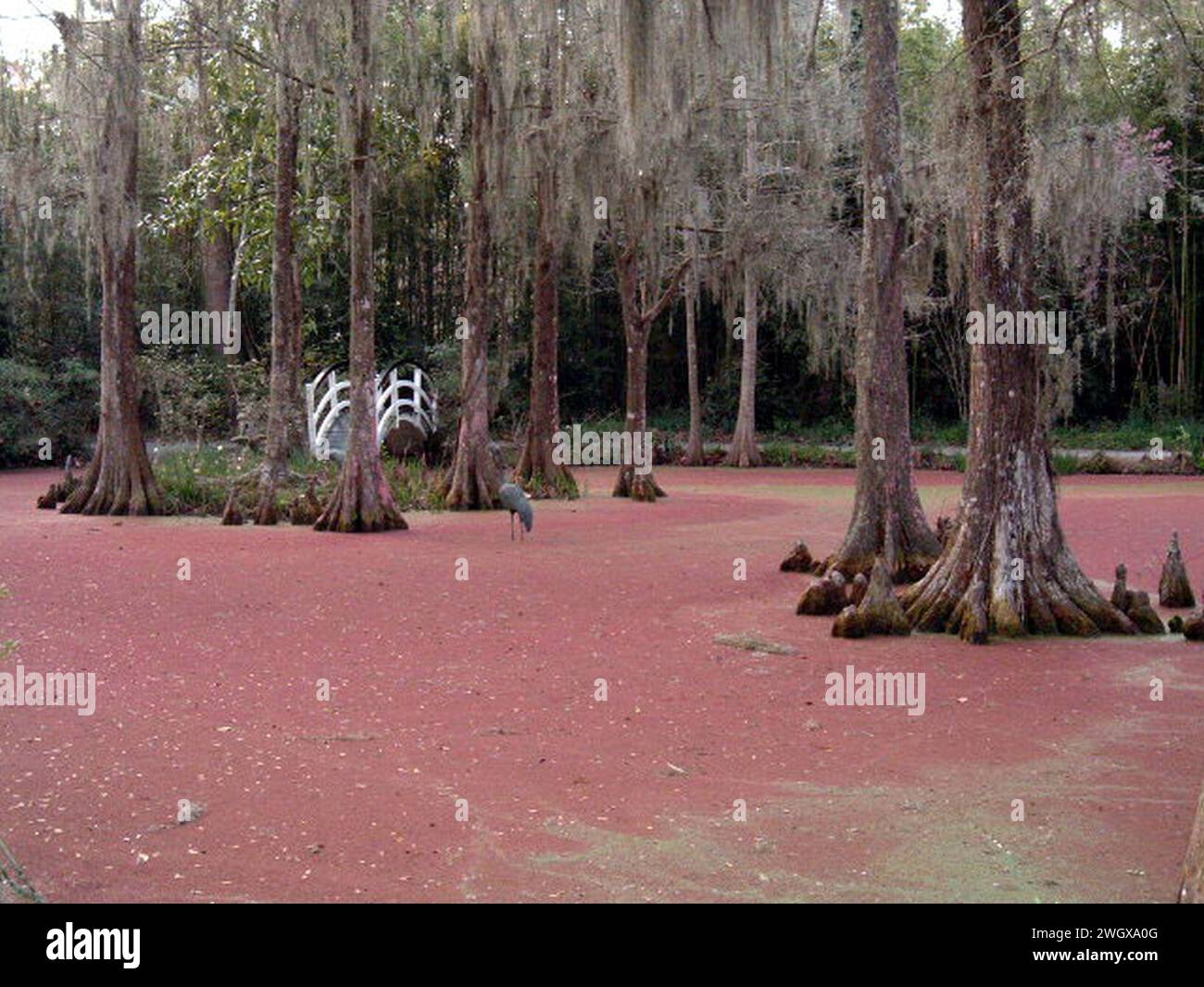 Swamp magnolia plantation hi-res stock photography and images - Alamy