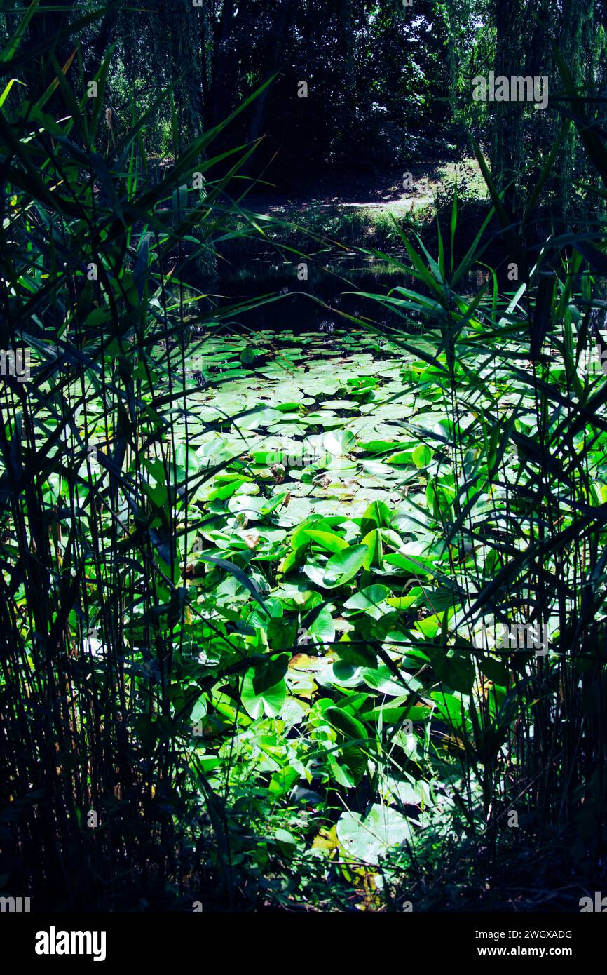 Wooded swamp land hi-res stock photography and images - Alamy