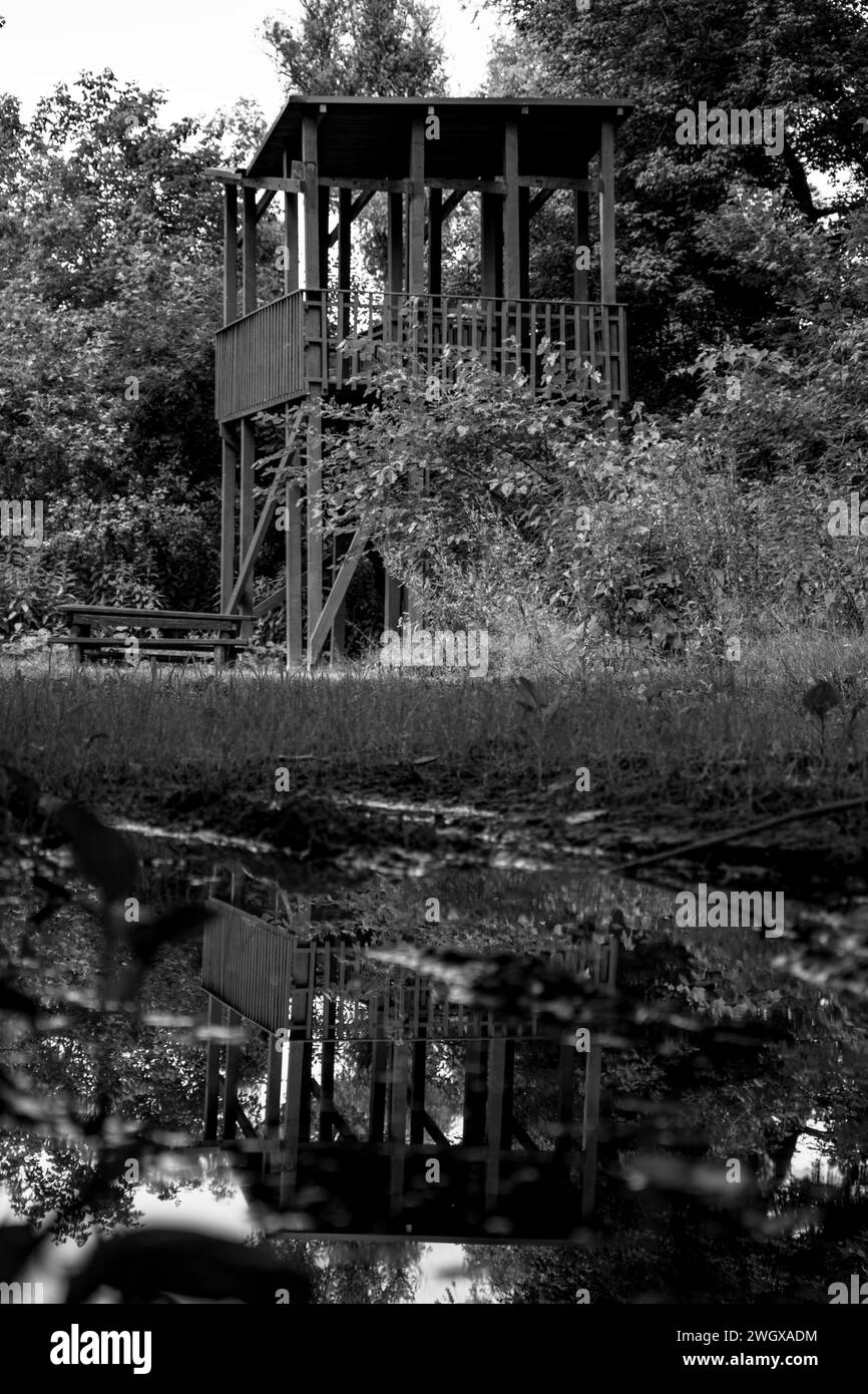 Tree lily white Black and White Stock Photos & Images - Alamy