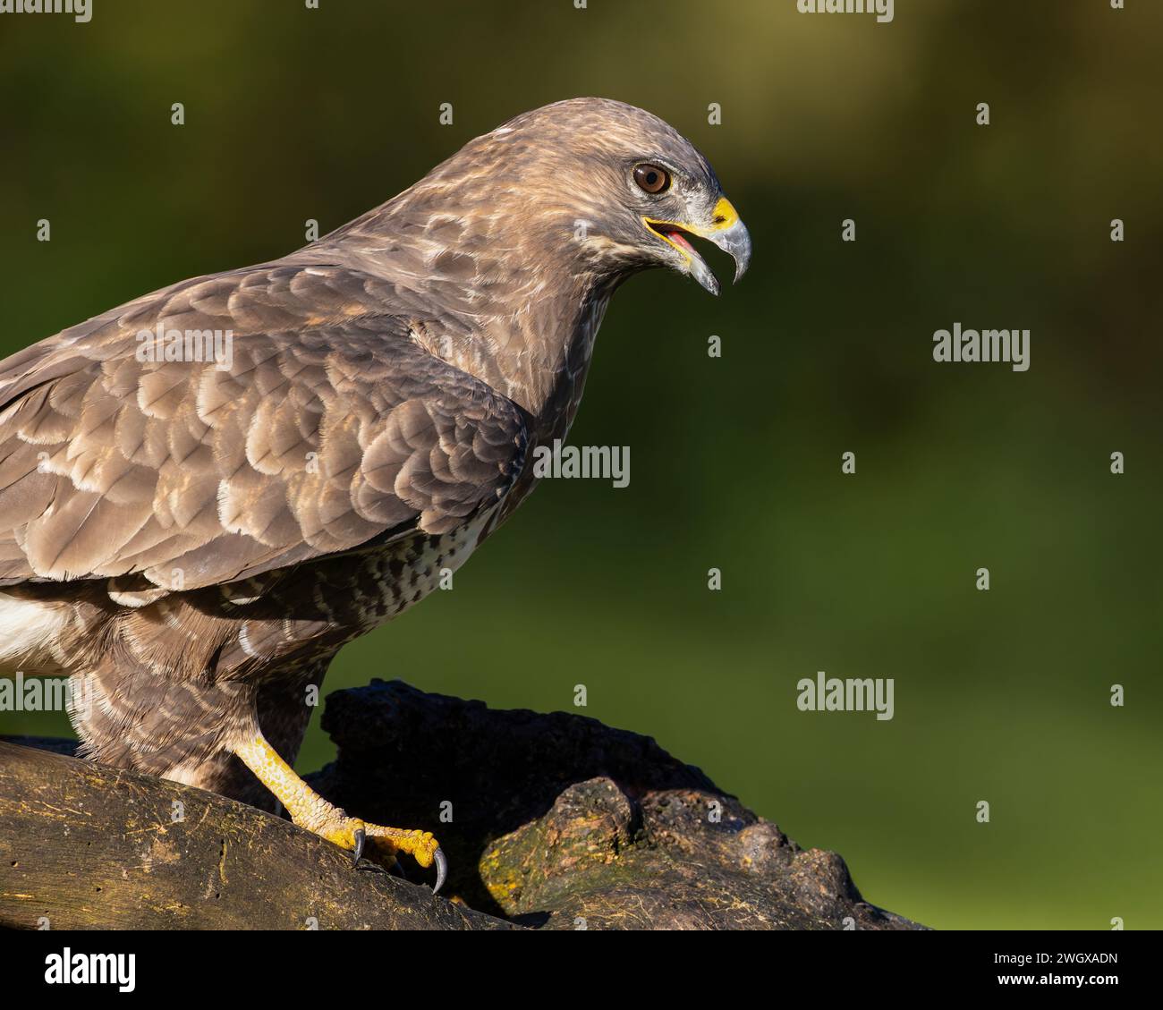 Buzzard up close hi-res stock photography and images - Alamy