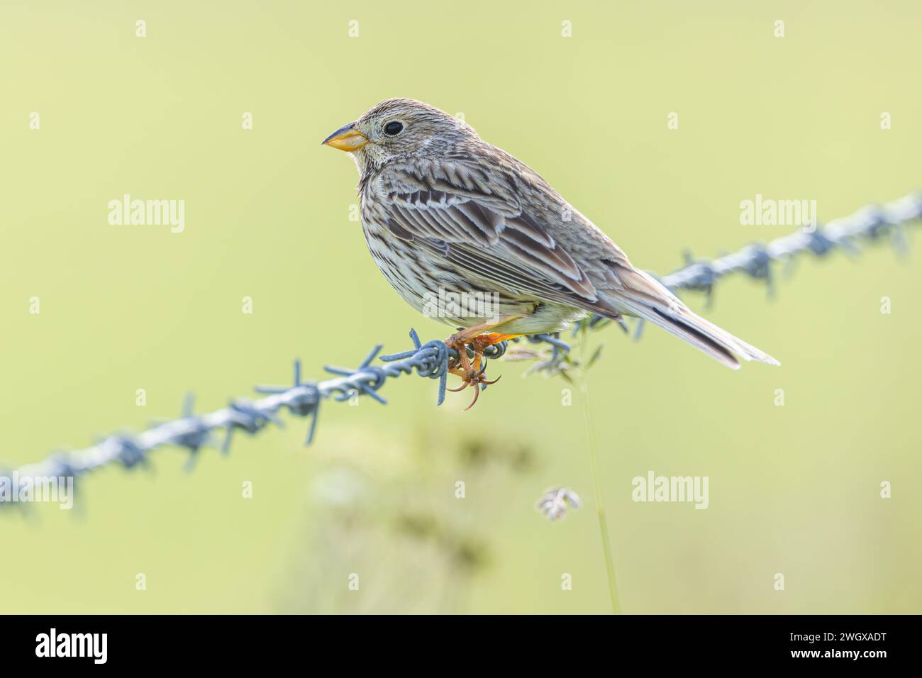 Corn Bunting on a barbed wire fence Stock Photo - Alamy