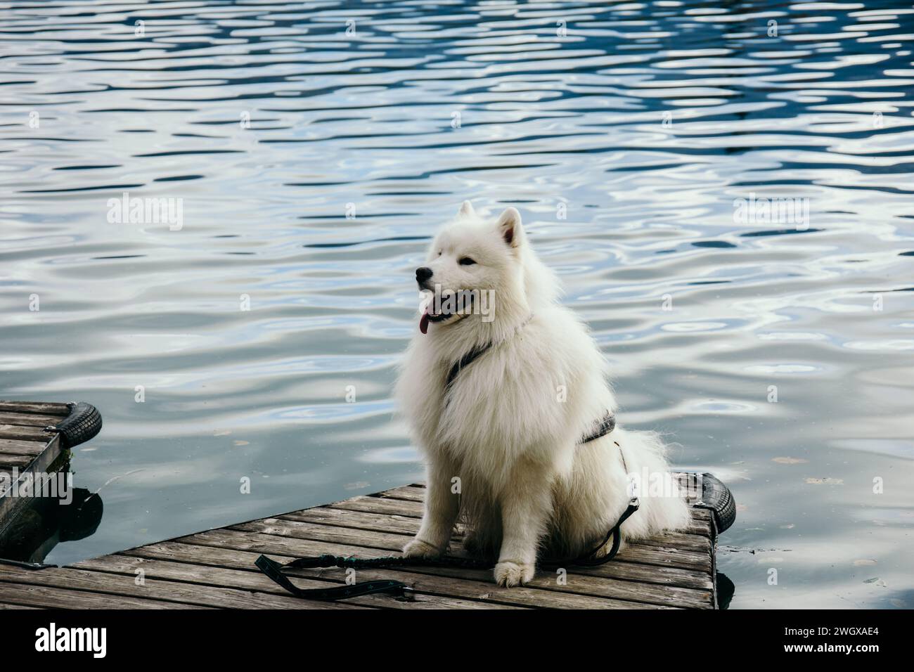 Yellow earth dog hi-res stock photography and images - Alamy