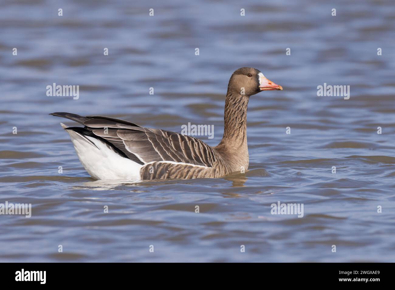 Goose water hi-res stock photography and images - Alamy