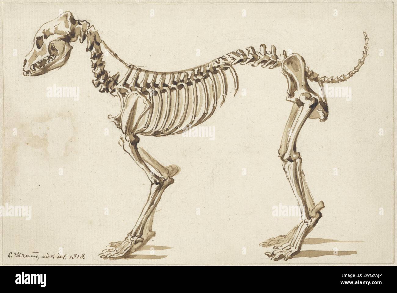 Canine skeletal system hi-res stock photography and images - Alamy