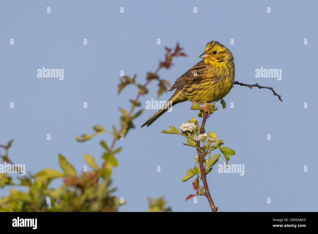 Emberiza citrinella yellowhammer hi-res stock photography and images ...