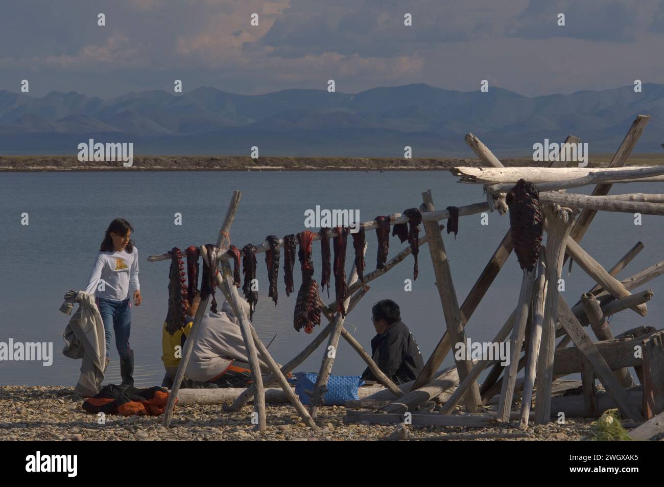 Drying Bearded seall meat subsistence food at camp on a sandspit along ...
