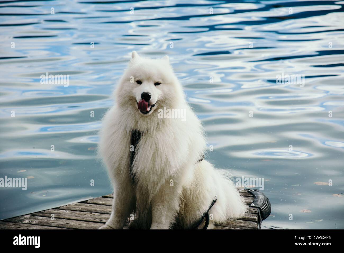 Yellow earth dog hi-res stock photography and images - Alamy