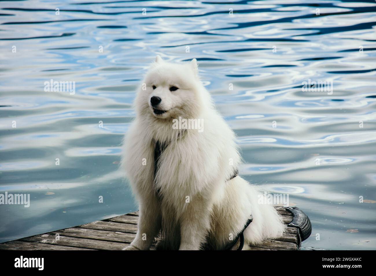 Yellow earth dog hi-res stock photography and images - Alamy