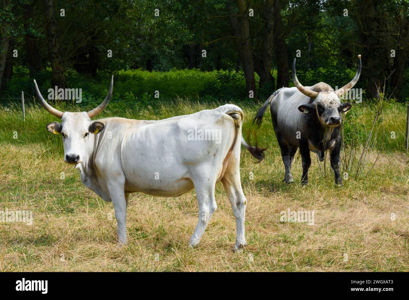 Hungarian grey cattle cow hi-res stock photography and images - Alamy