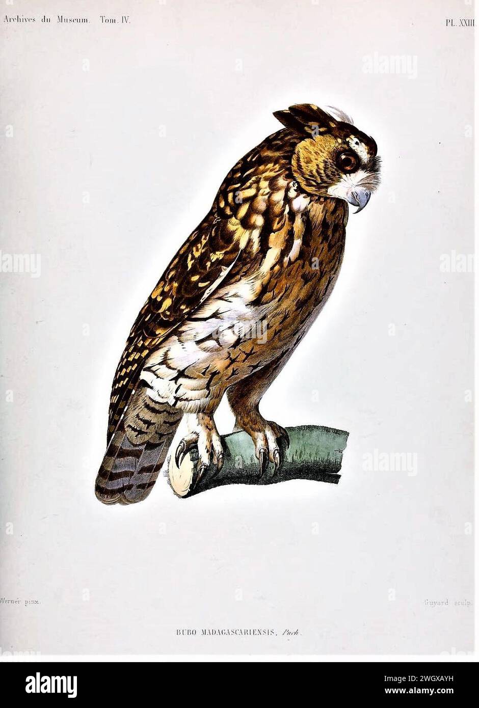 Asio madagascariensis hi-res stock photography and images - Alamy