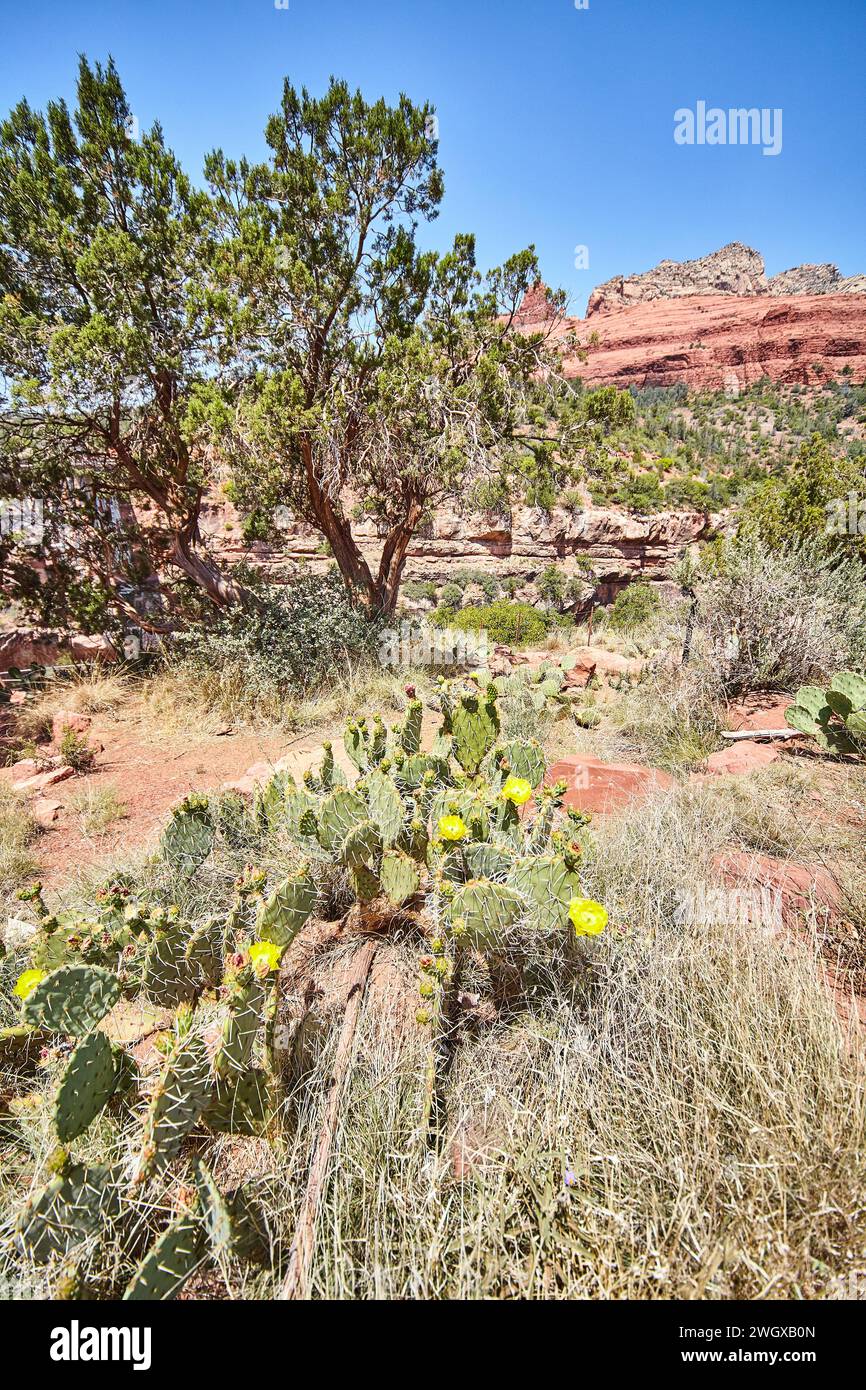 Vivid Juniper and Blooming Cacti in Sedona Desert Landscape Stock Photo ...
