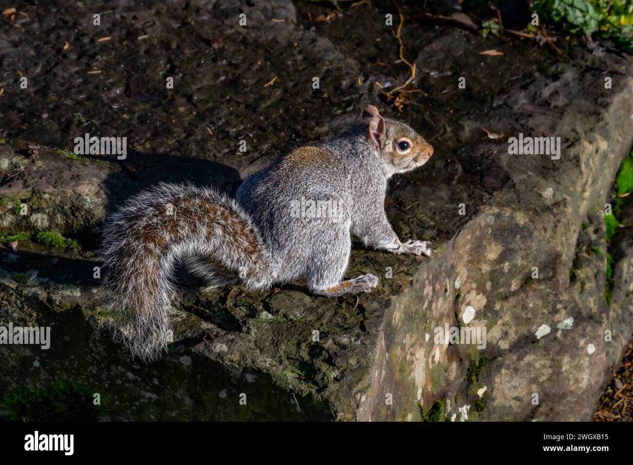 Squirrels uk play hi-res stock photography and images - Alamy