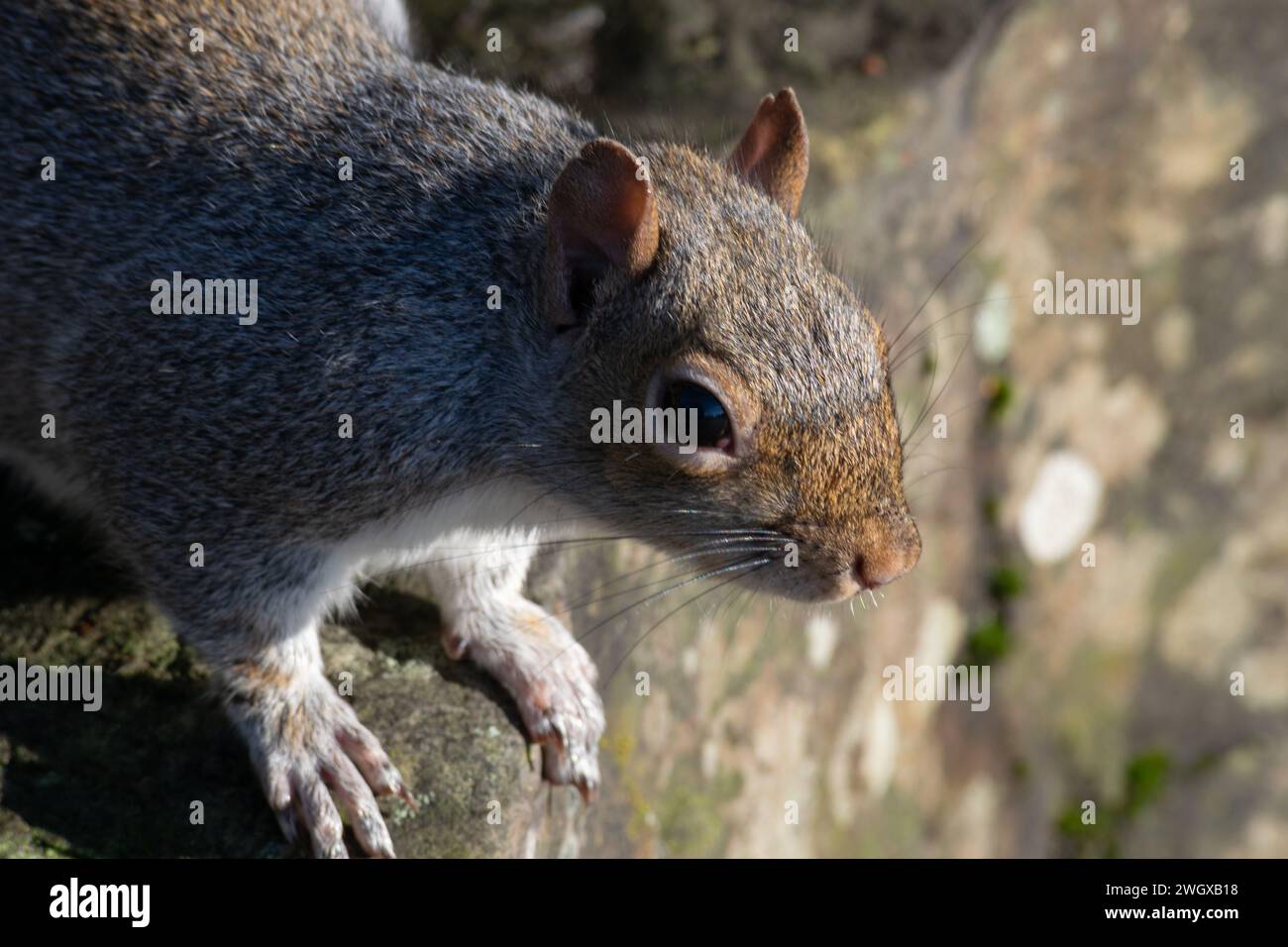 Squirrels uk play hi-res stock photography and images - Alamy