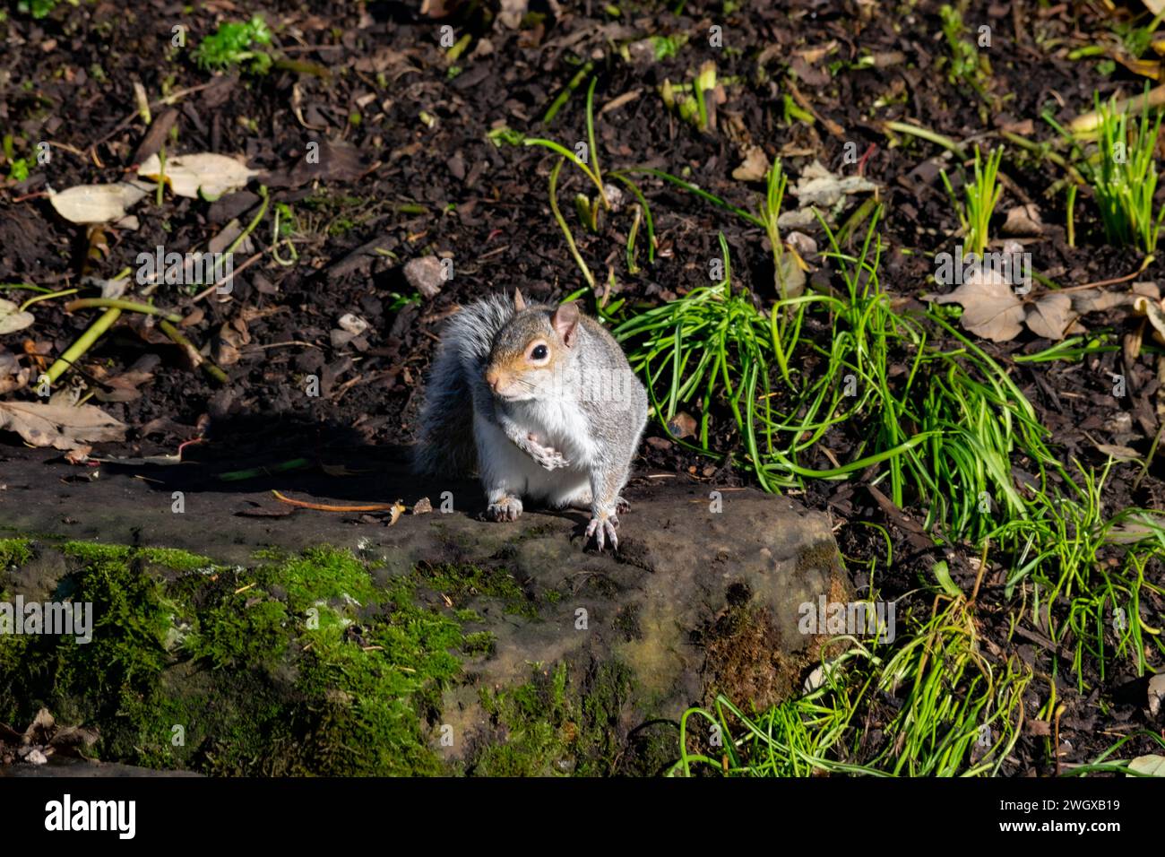 Squirrels uk play hi-res stock photography and images - Alamy