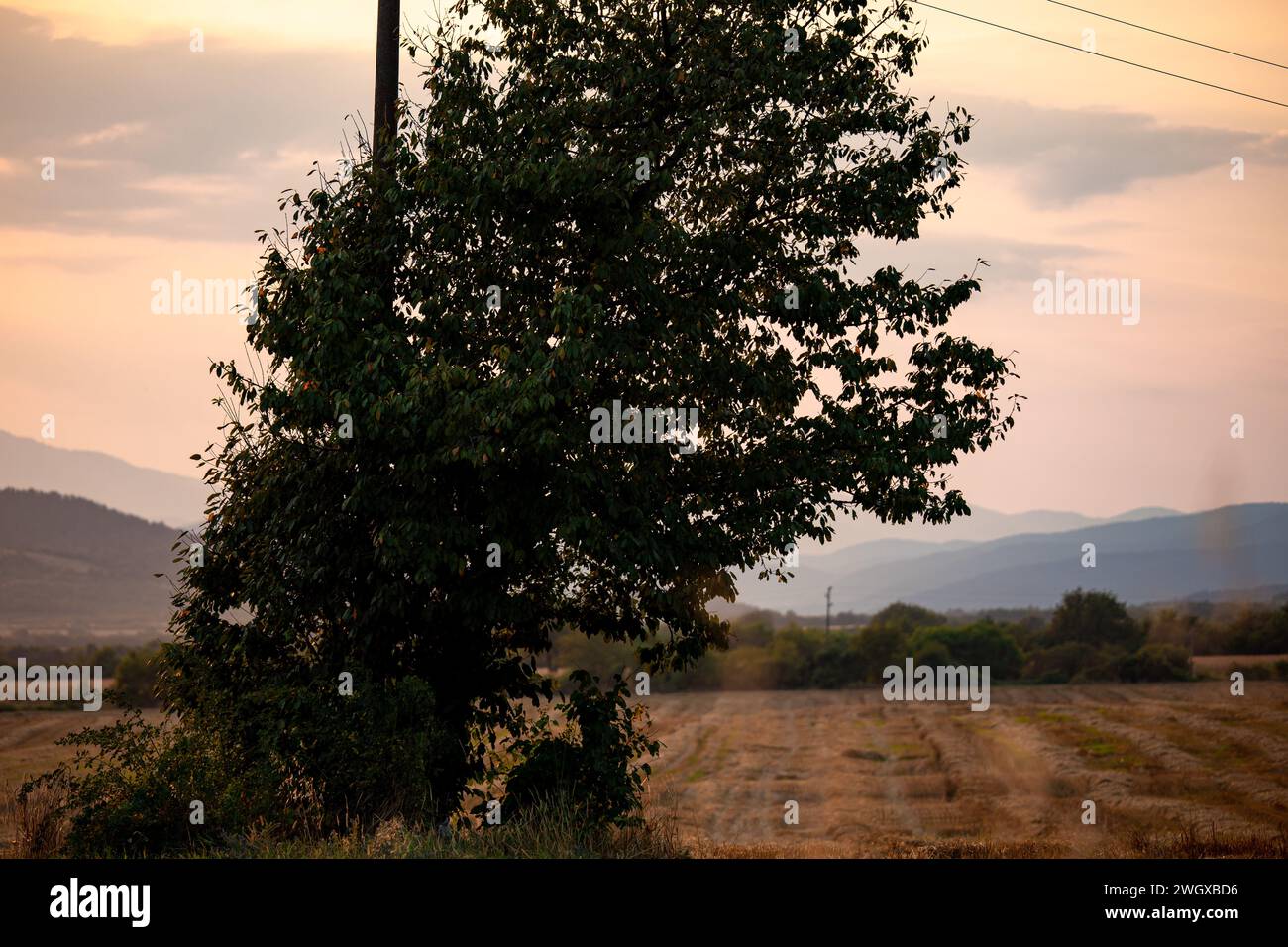 A tree in the countryside of Bulgaria. Sunset sky in the background ...