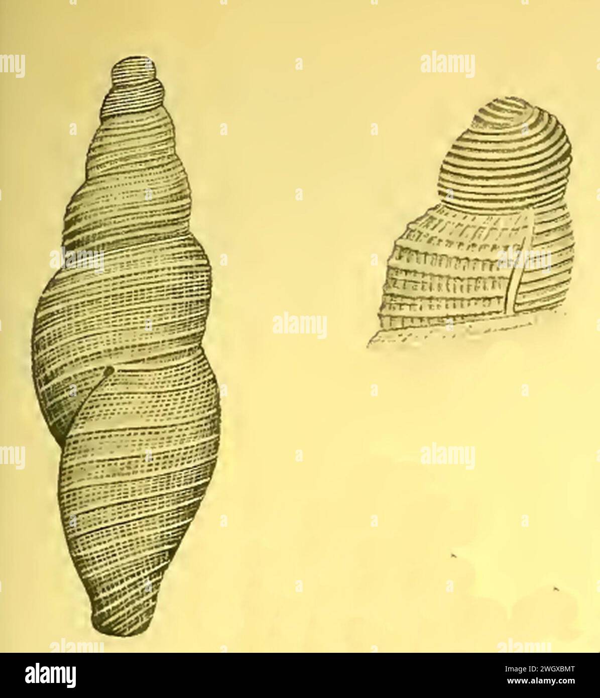 Perplexa hi-res stock photography and images - Alamy