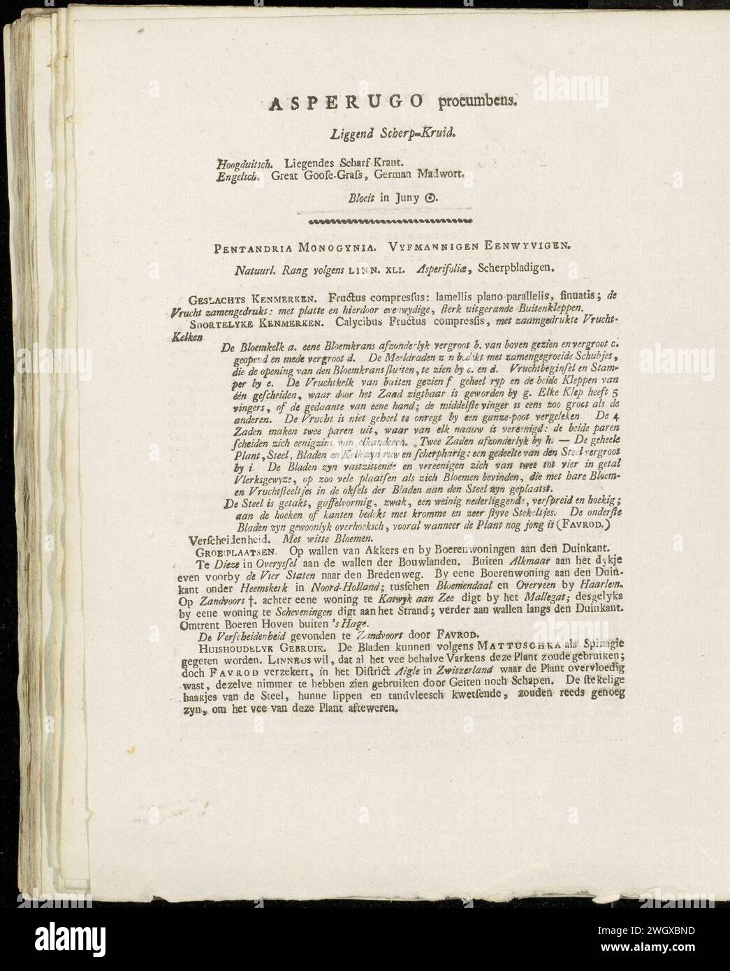 Asperugo procumbens hi-res stock photography and images - Alamy