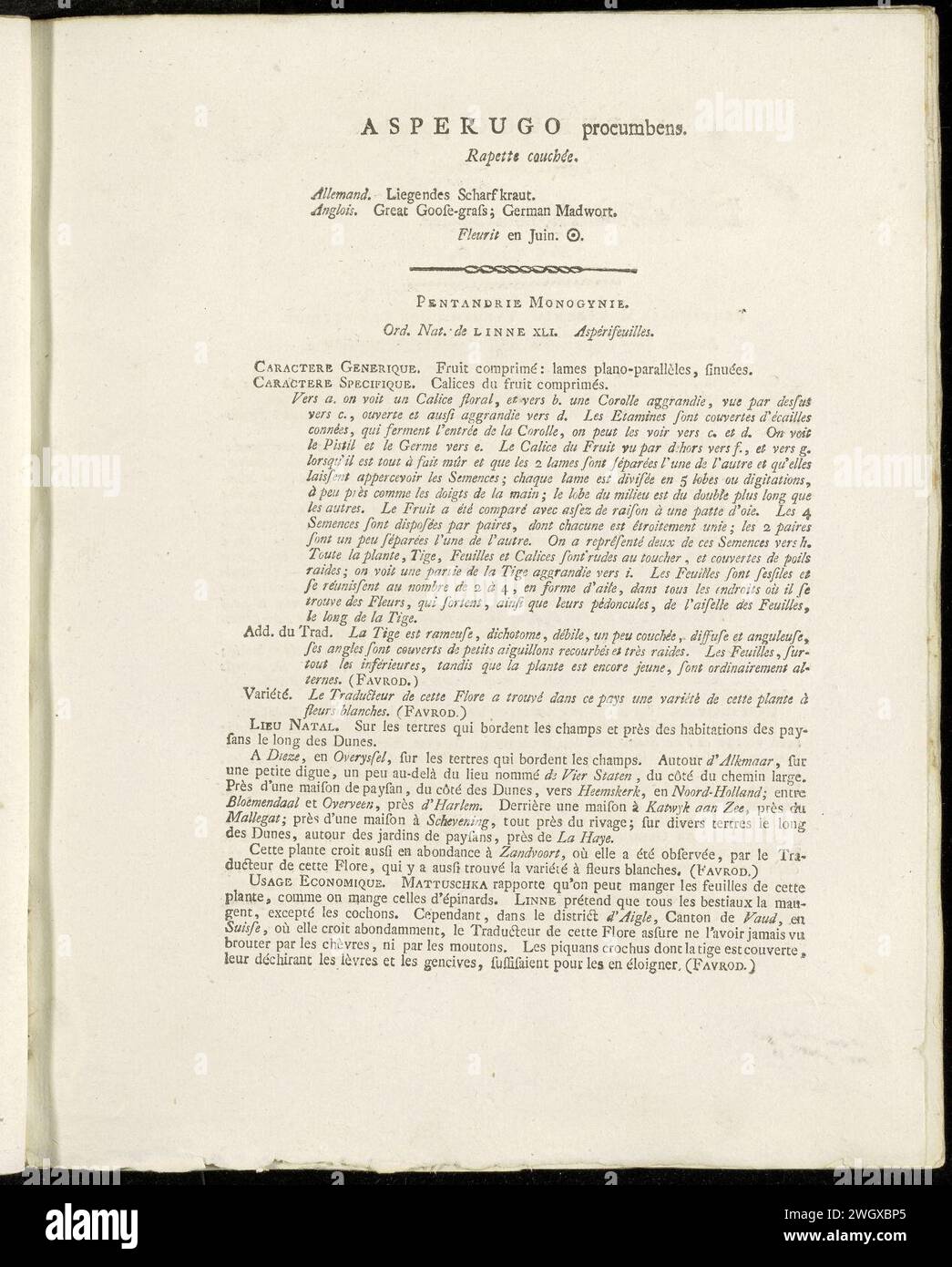 Asperugo procumbens hi-res stock photography and images - Alamy