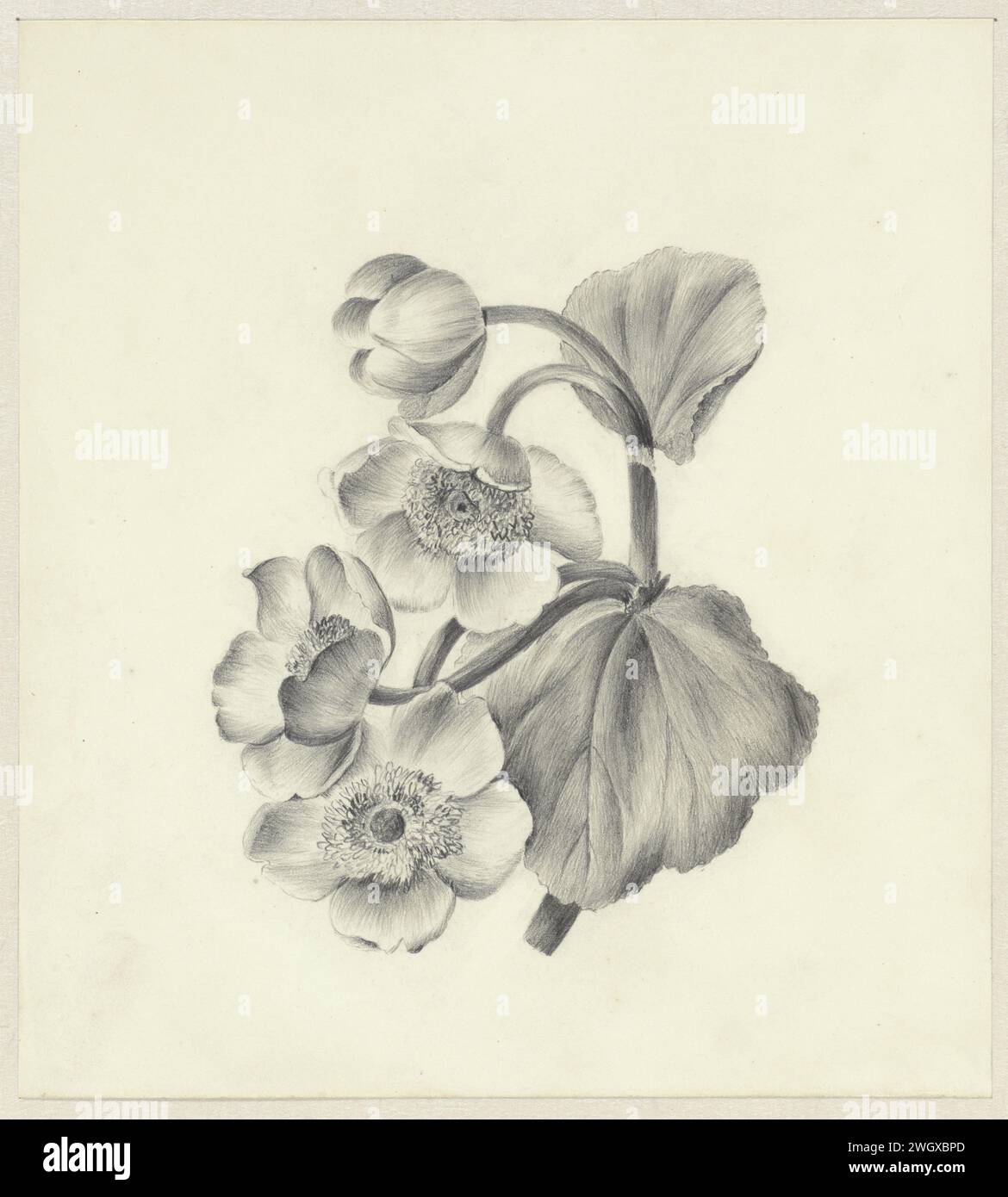 Daughterbloemen, Antoinette Luden, 1837 drawing paper. pencil flowers ...