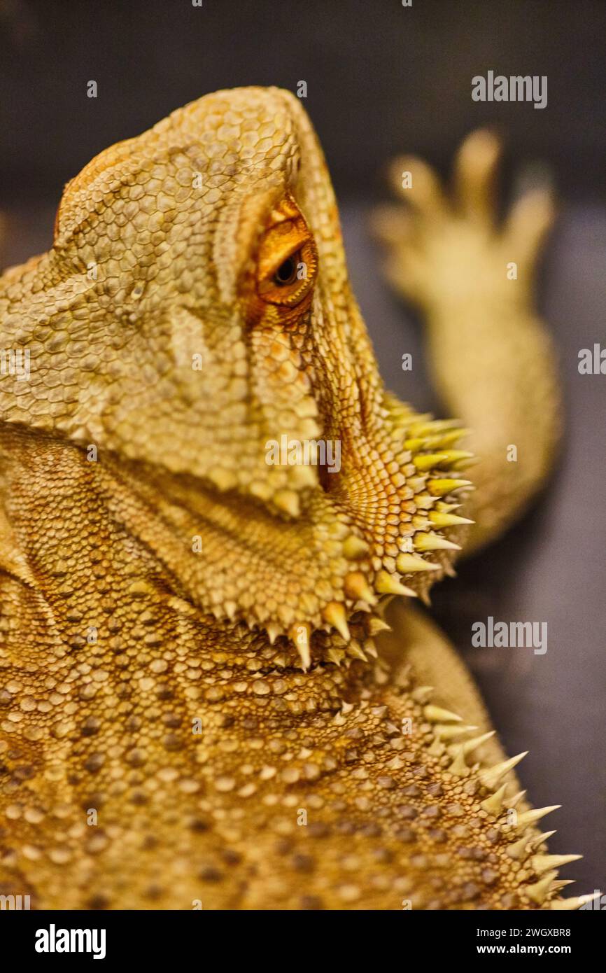 Sharp reptile scales close up texture hi-res stock photography and ...