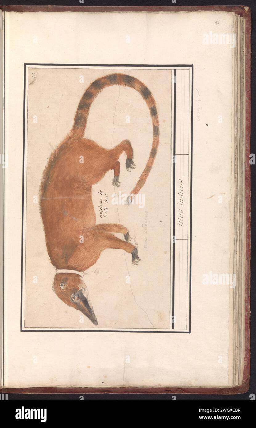 South American Coati (Nasua Nasua), Anselm Boote de Boodt, 1596 - 1610 ...