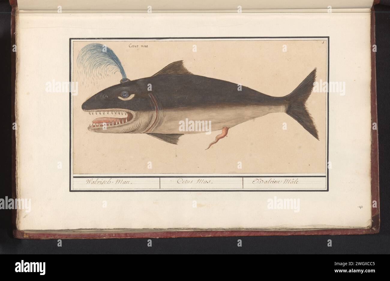 Walvis (Cetus), Boëtius de Boodt, 1596 - 1610 drawing Whale. The animal ...