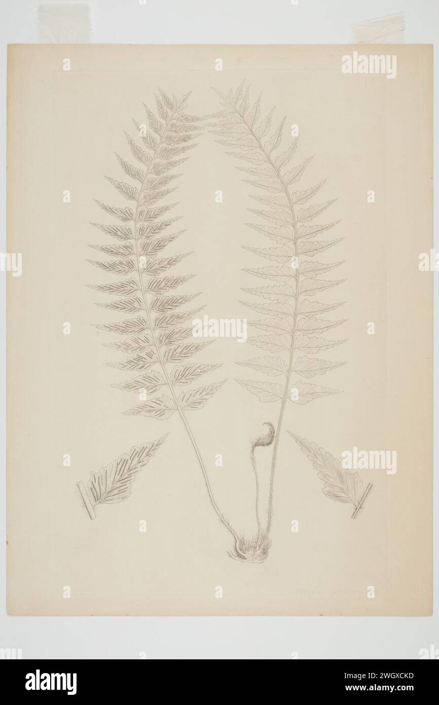 Polyodon hi-res stock photography and images - Alamy