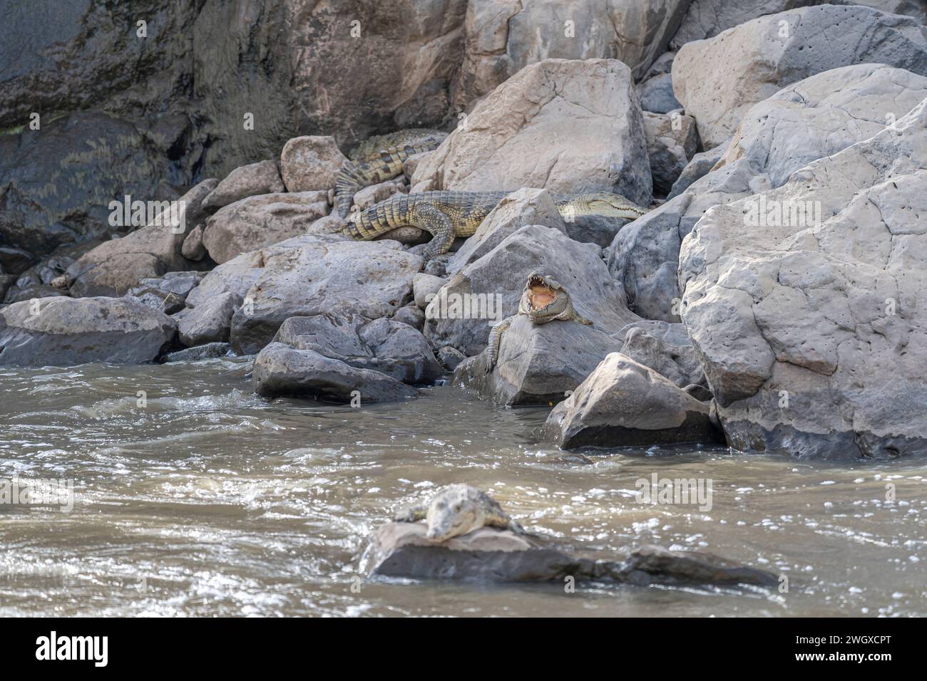 Alligators resting on rocks in the river at Awash Falls in Afar ...