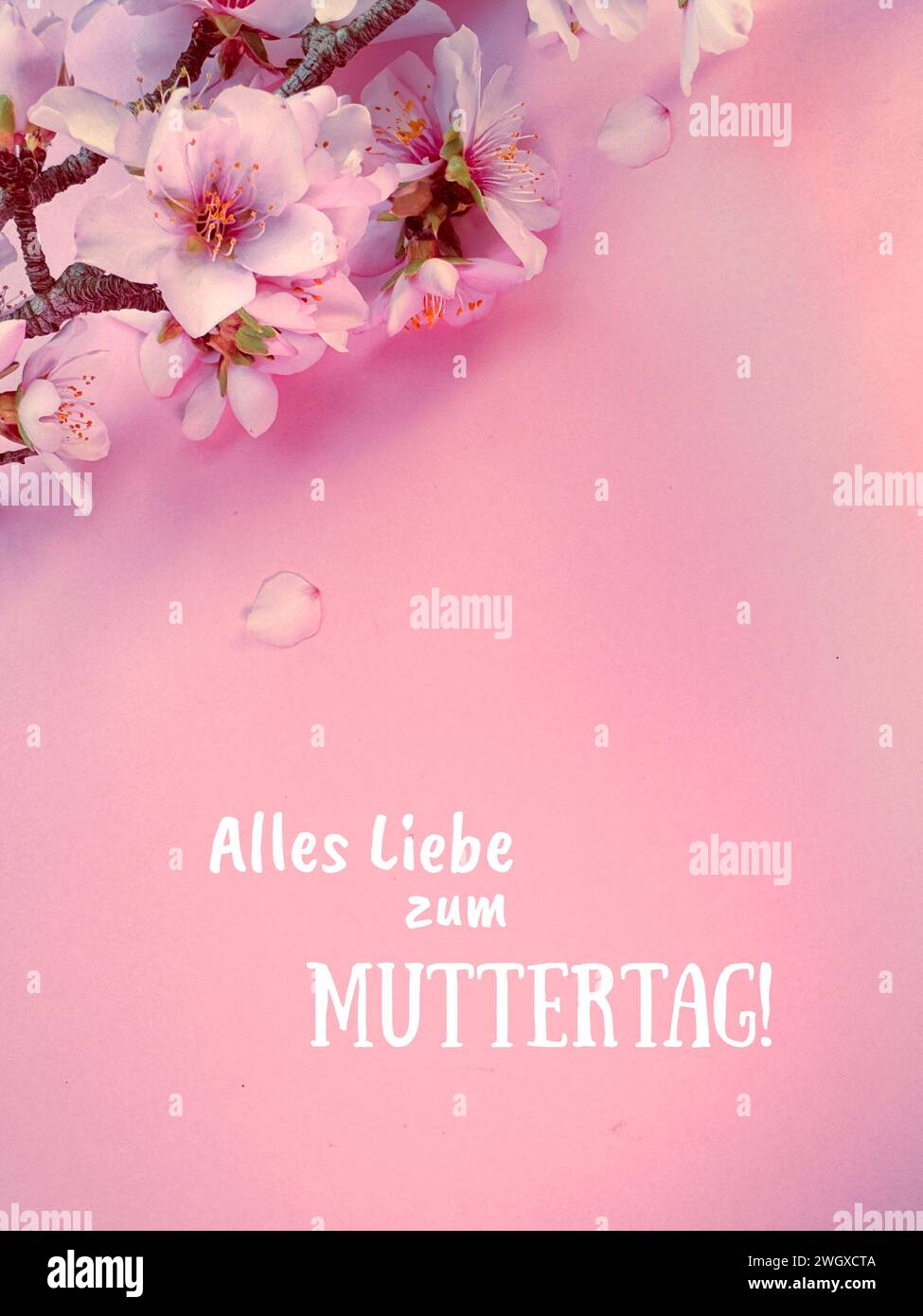 Pink background with spring almond flowers and text Alles Liebe zum ...