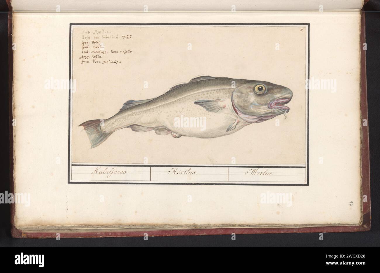 Gadus morhua drawing hi-res stock photography and images - Alamy