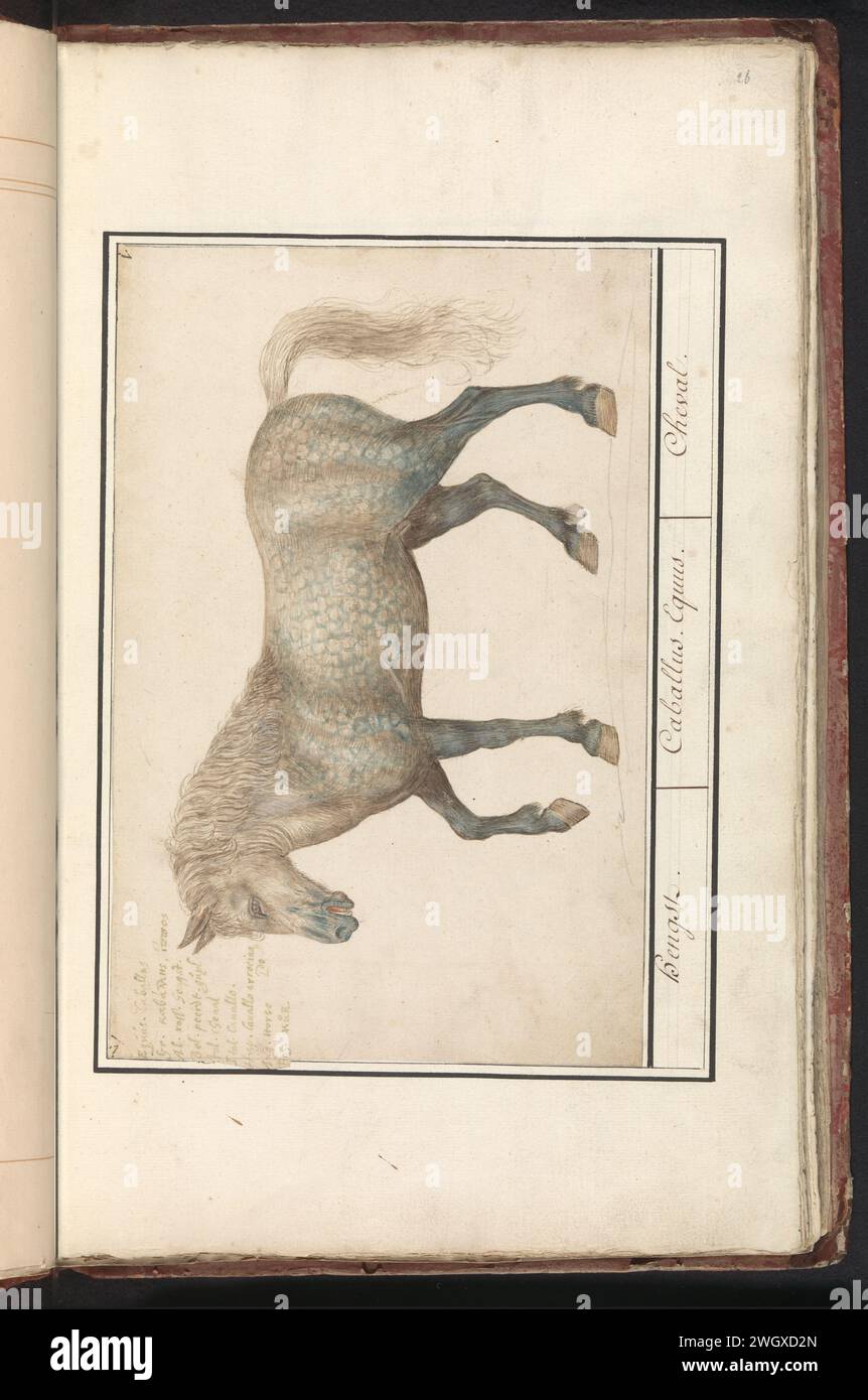 Paard (horse wild horse), Anselm Bootius of Boodt, 1596 - 1610 drawing ...