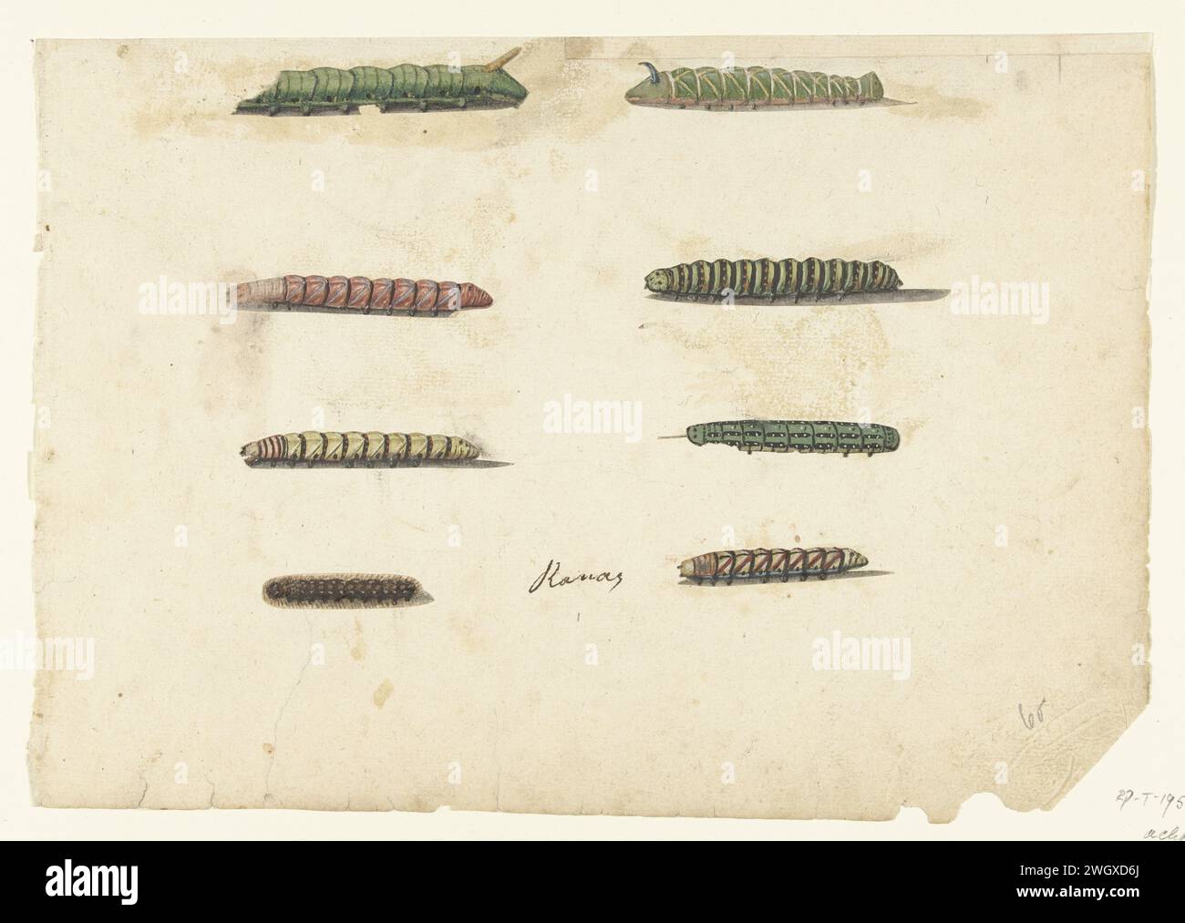 Rupsen hi-res stock photography and images - Alamy