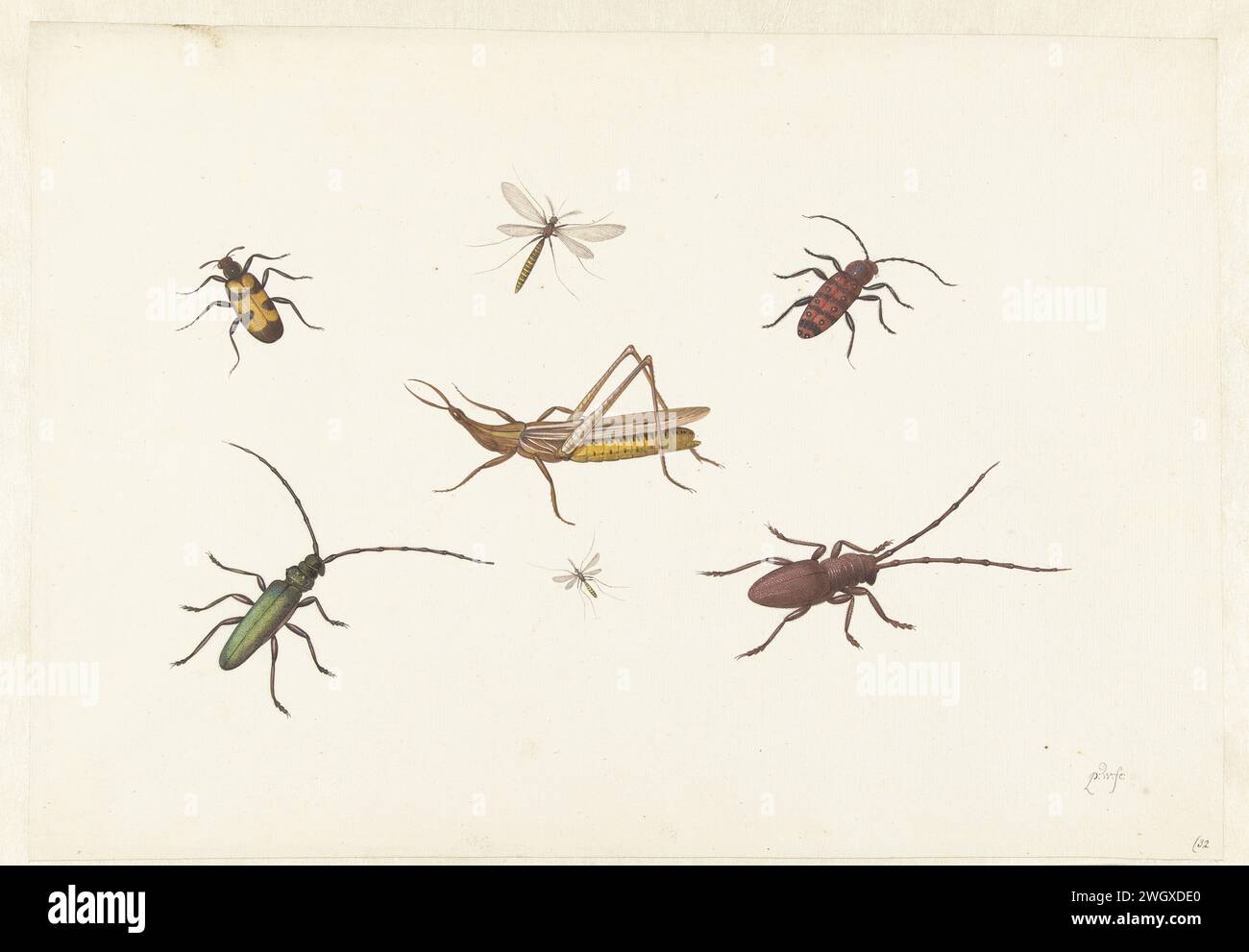 A Sheet with Seven Different Insects, Pieter Withoos, c. 1680 - c. 1692 ...