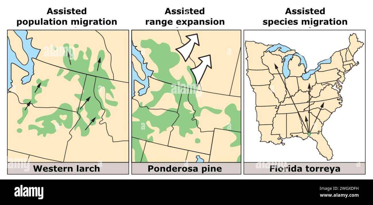 Assisted migration - 3 types with tree examples Stock Photo - Alamy