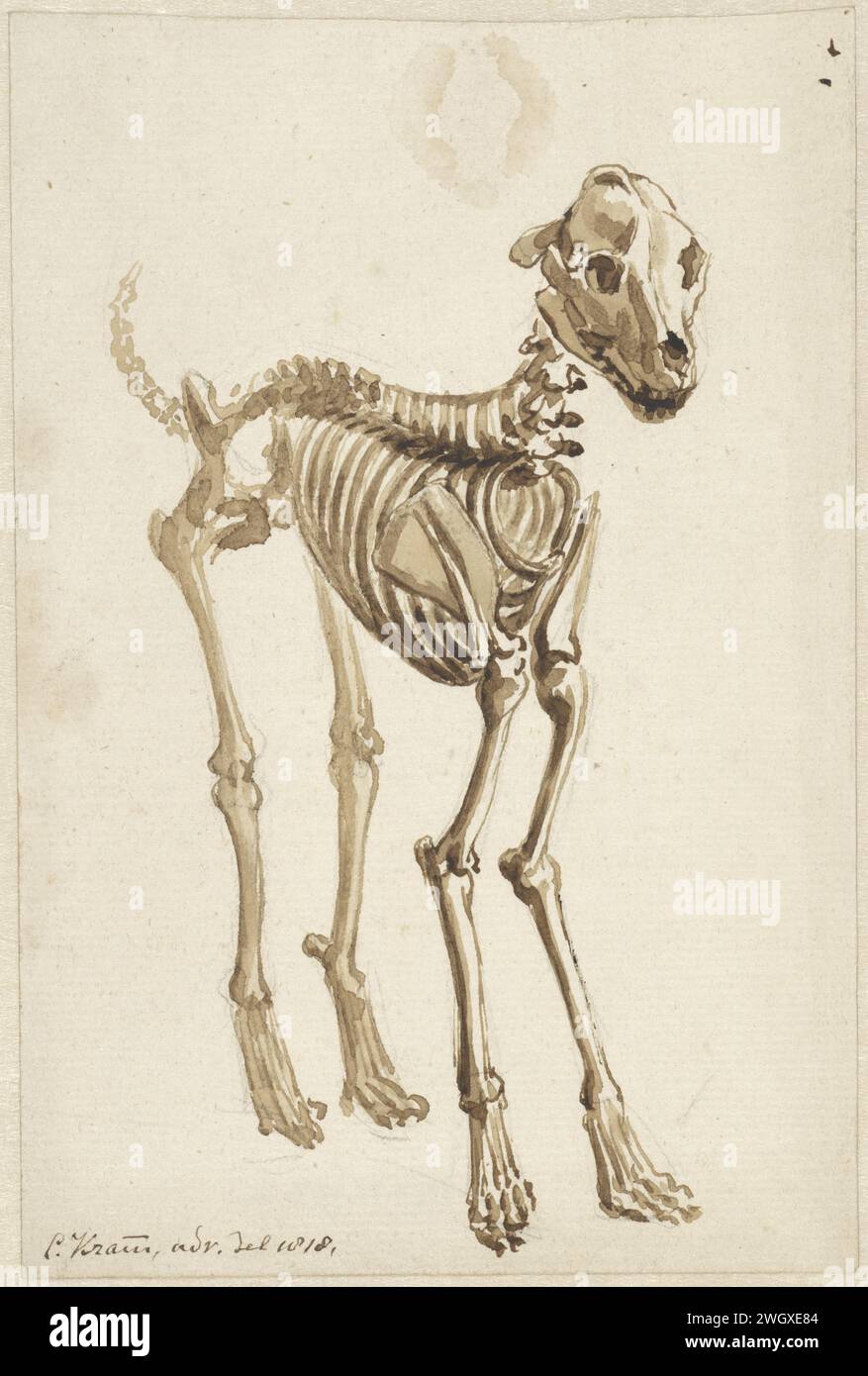 Dog skeleton drawing hi-res stock photography and images - Alamy