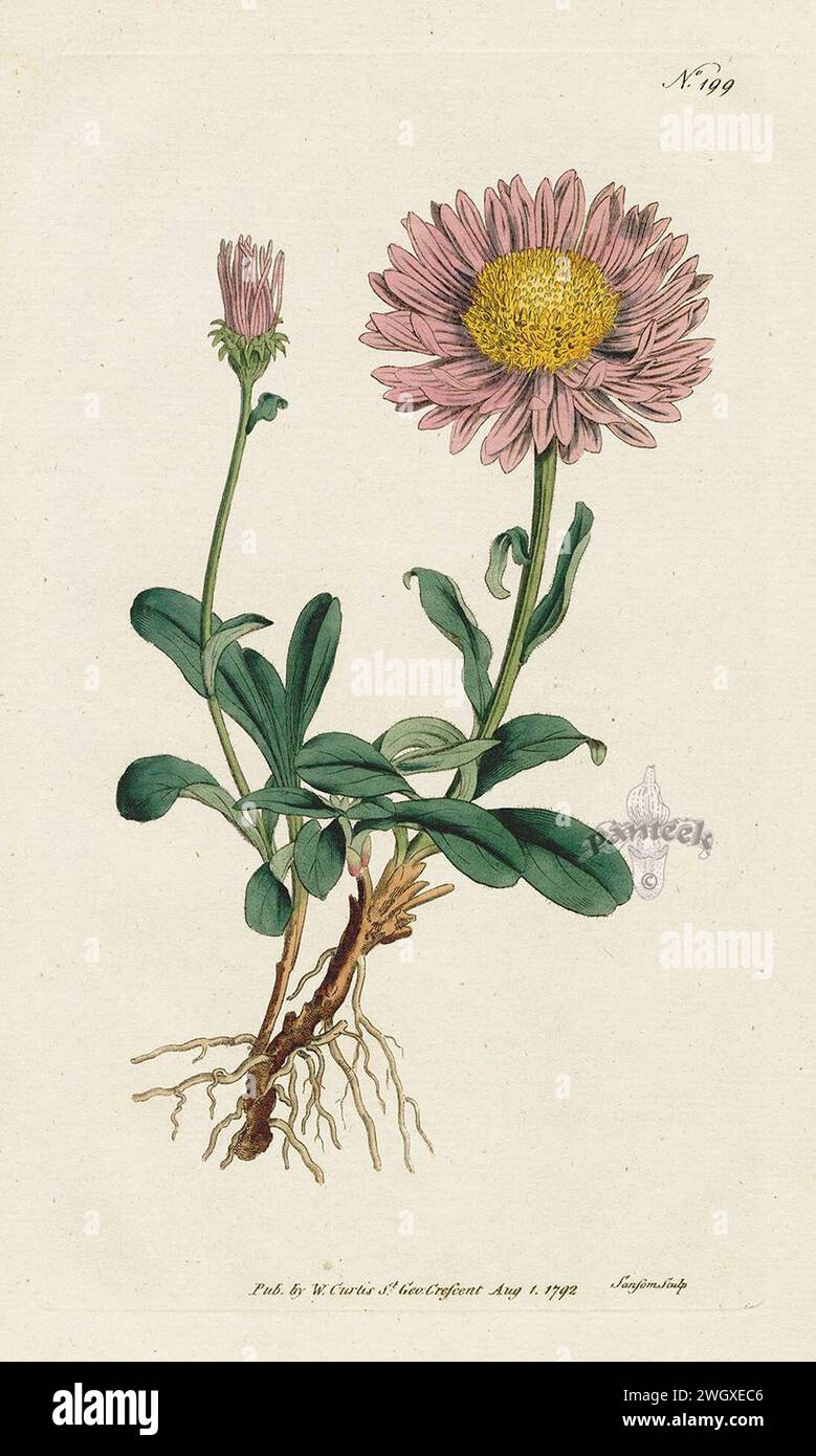 Aster alpinus drawing Stock Photo - Alamy