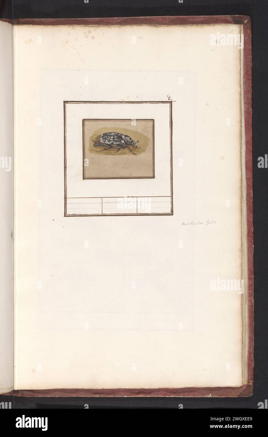 JULIKEVER (Polyp shelf Full), Anselmus Boëtius de Boodt, 1596 - 1610 ...