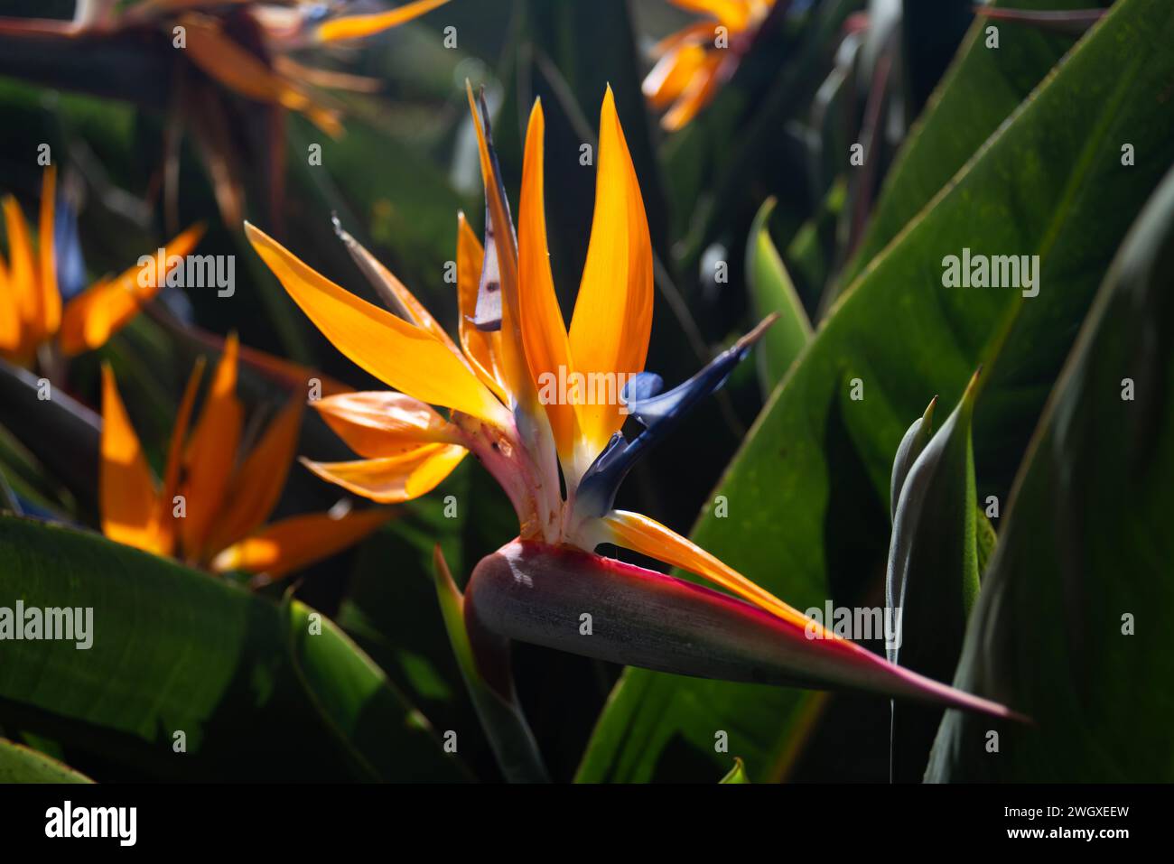 Bird of paradise plant Strelitzia reginae Tenerife Island Canary Stock Photo - Alamy